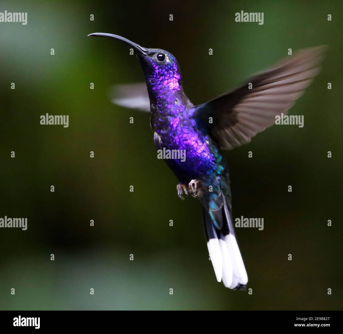 A Violet sabrewing Stock Photo - Alamy