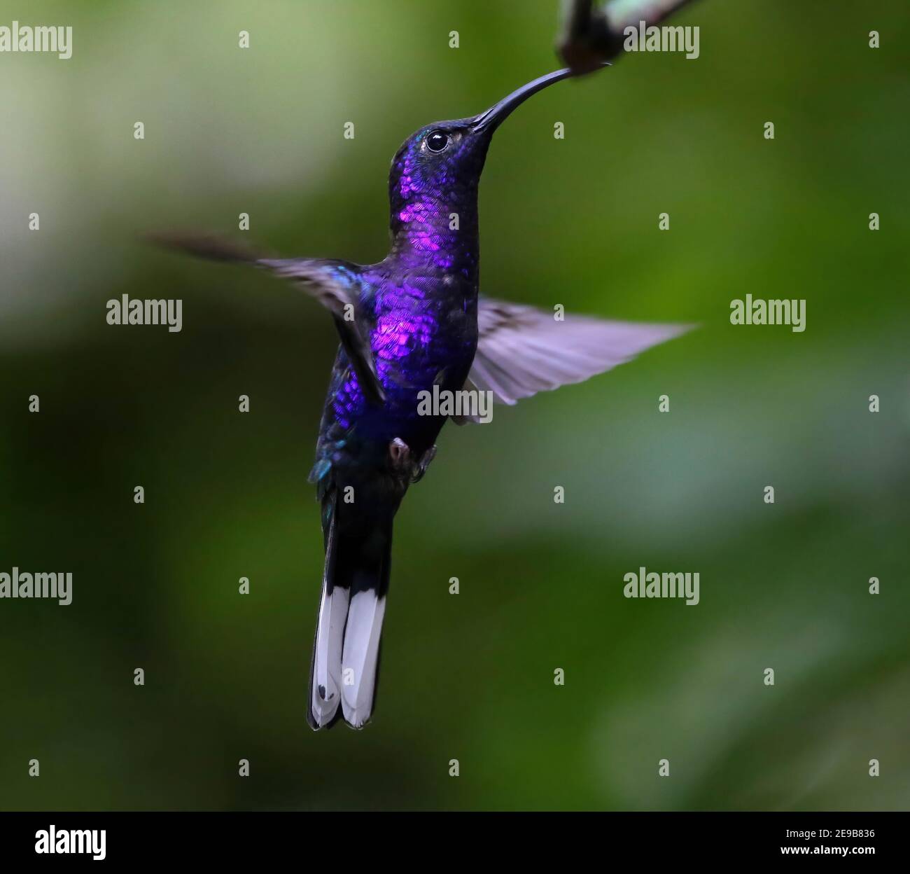 A Violet sabrewing Stock Photo - Alamy