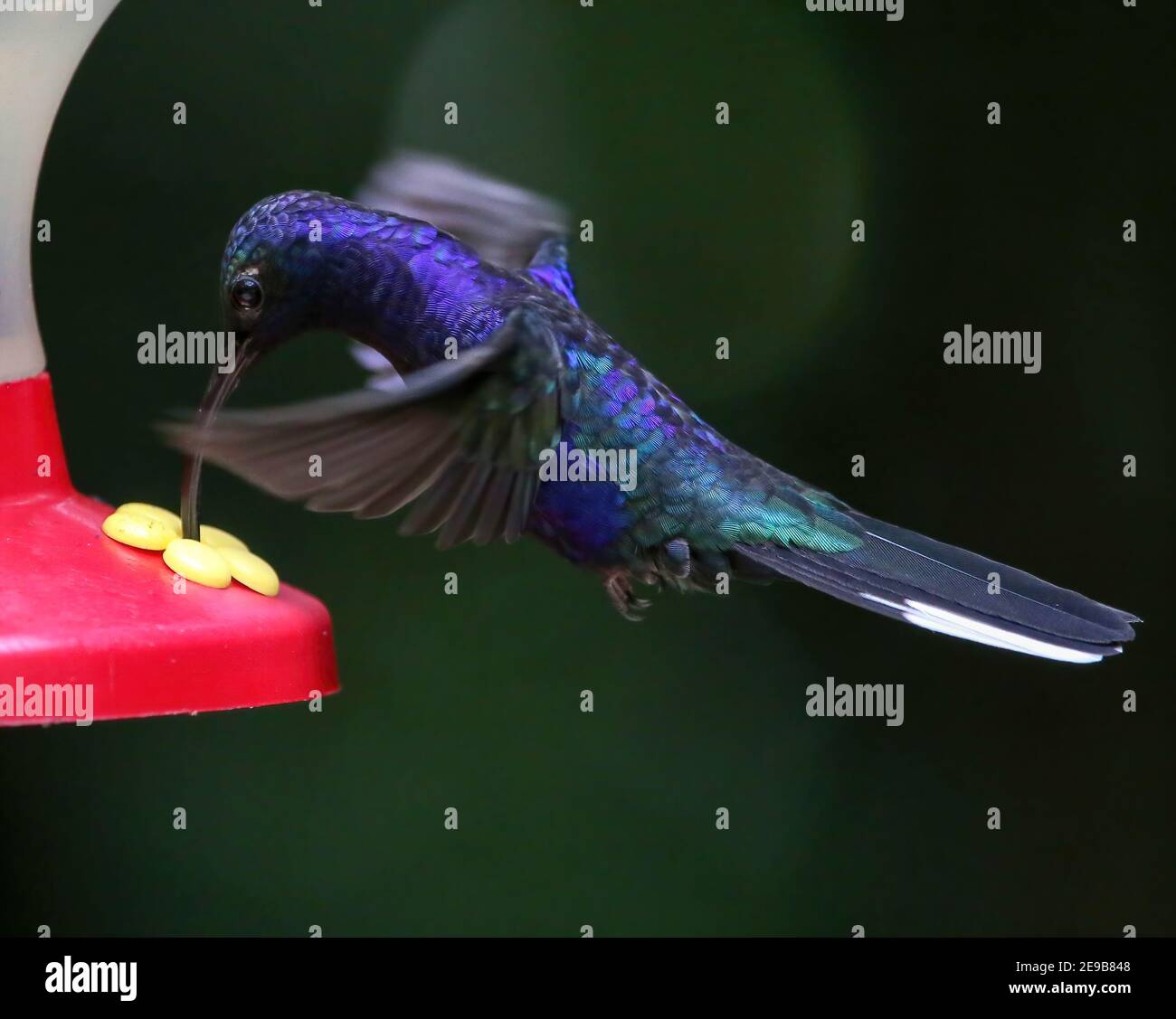 A Violet sabrewing Stock Photo - Alamy