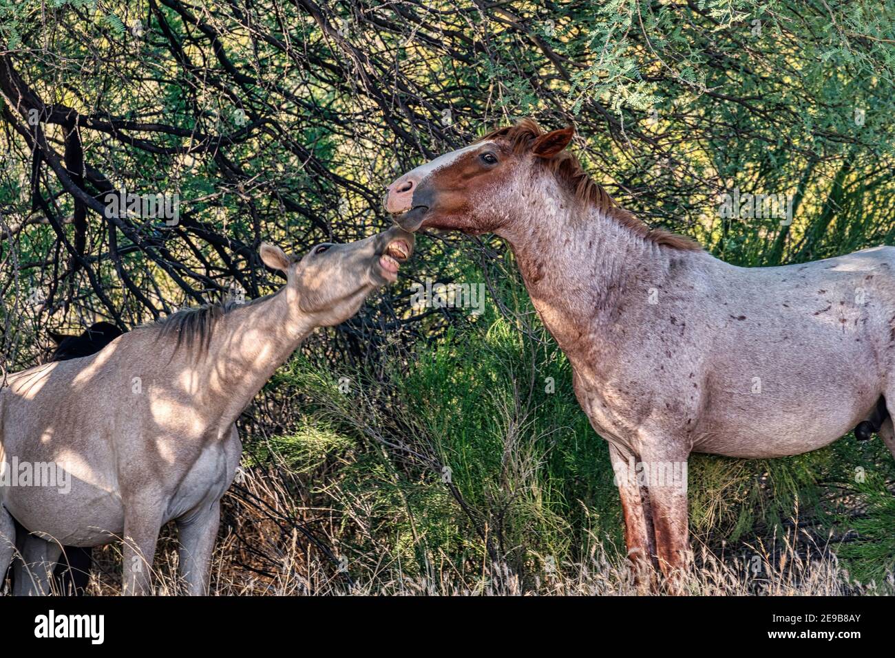 Salt River Wild Horses in Tonto National Forest near Phoenix, Arizona ...