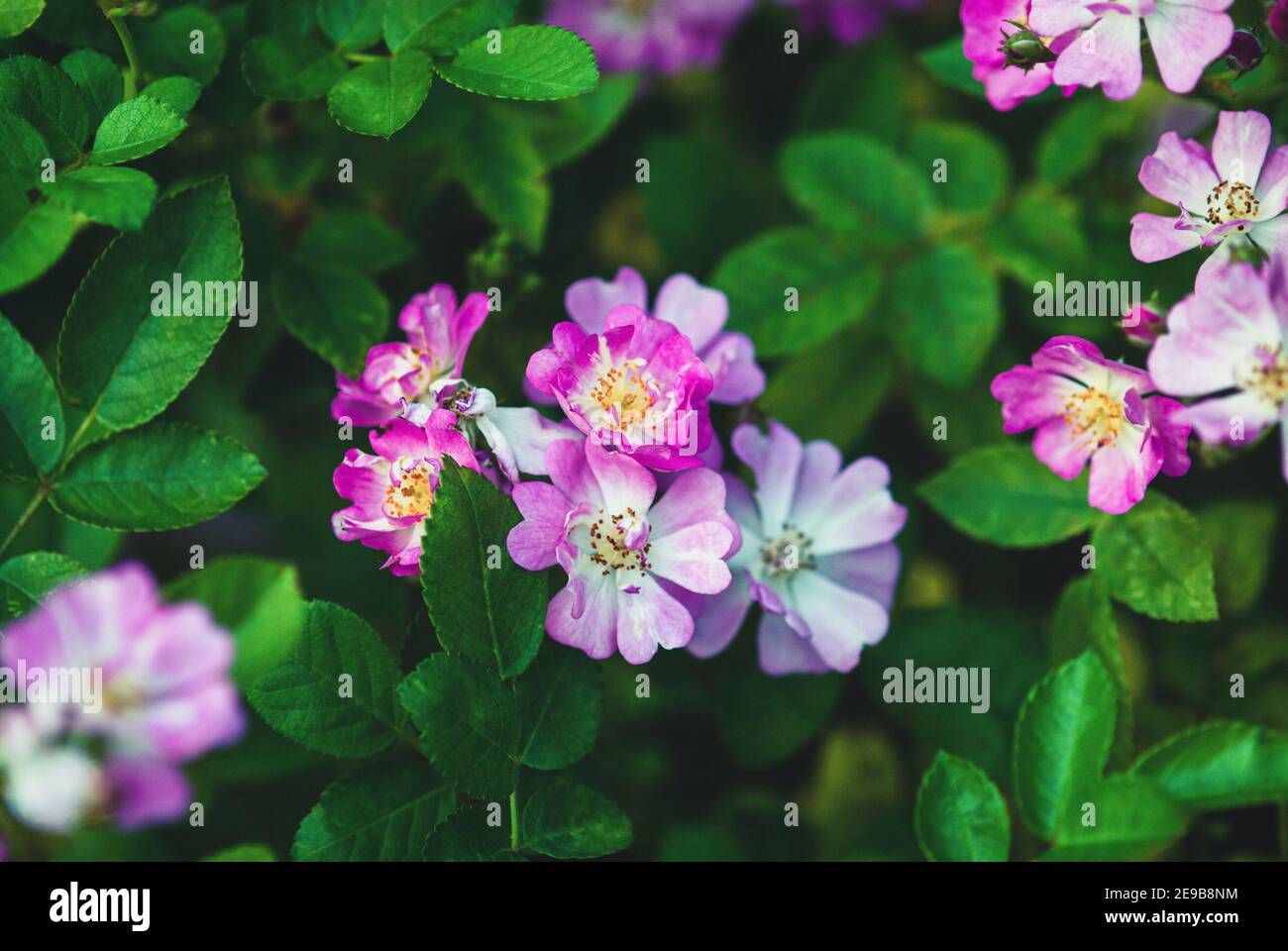 Yesterday rose by Harkness - small pink, rambler-type flowers Stock ...