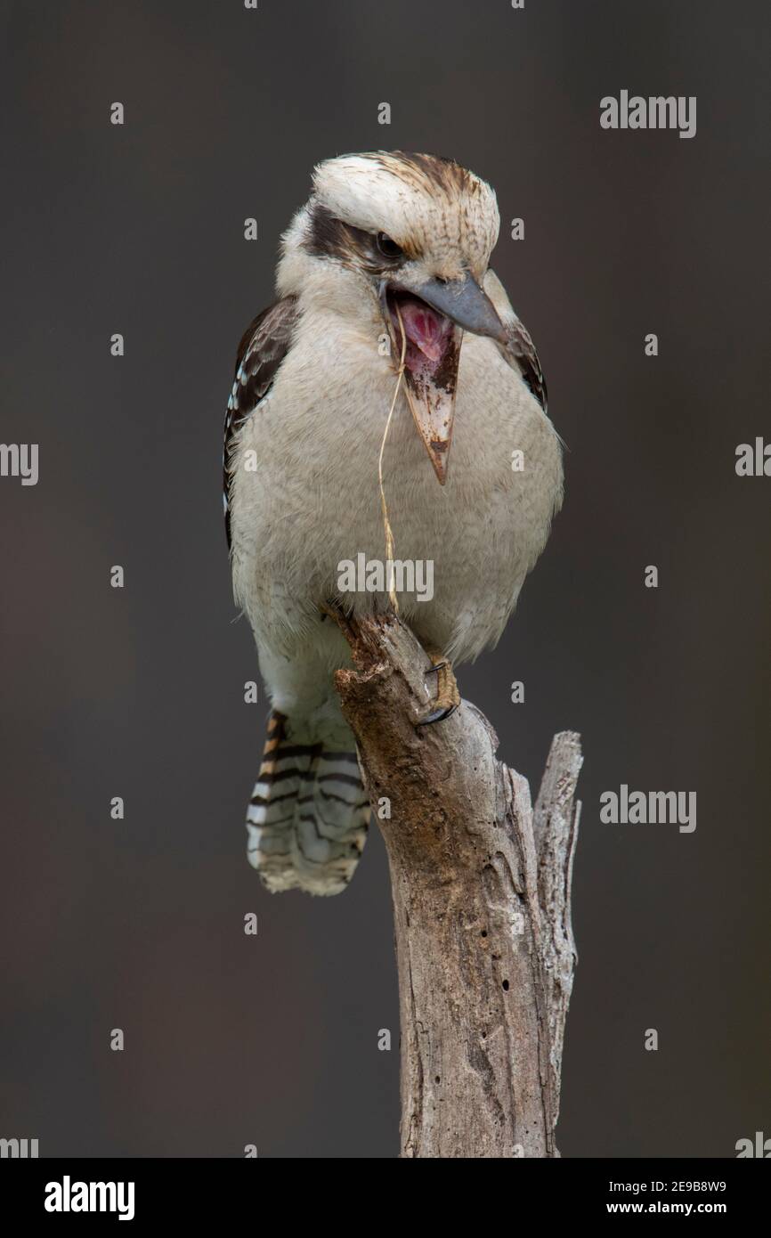 laughing kookaburra sitting on broken branch mouth open with grass in ...