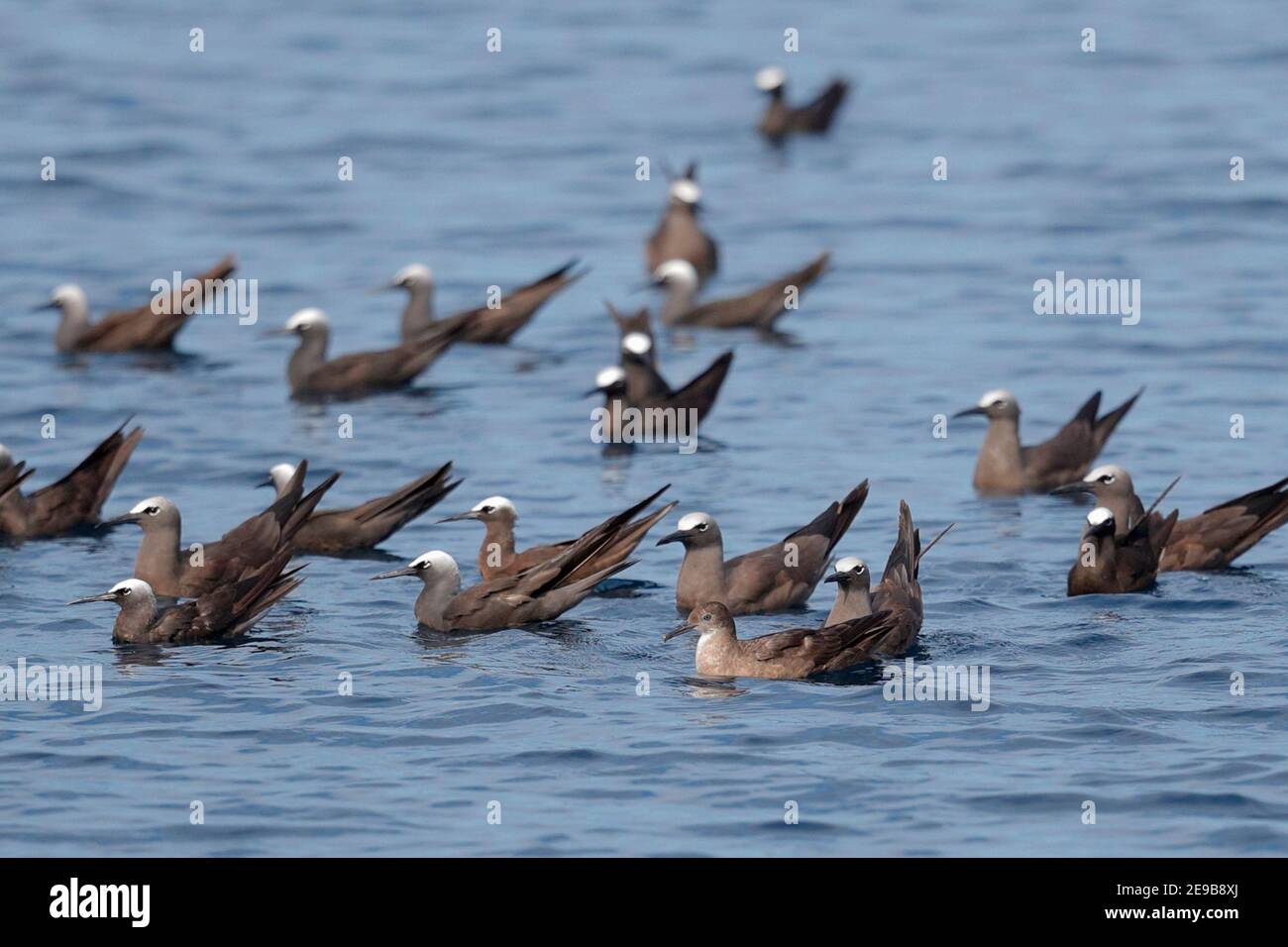 Solomons islands hi-res stock photography and images - Alamy
