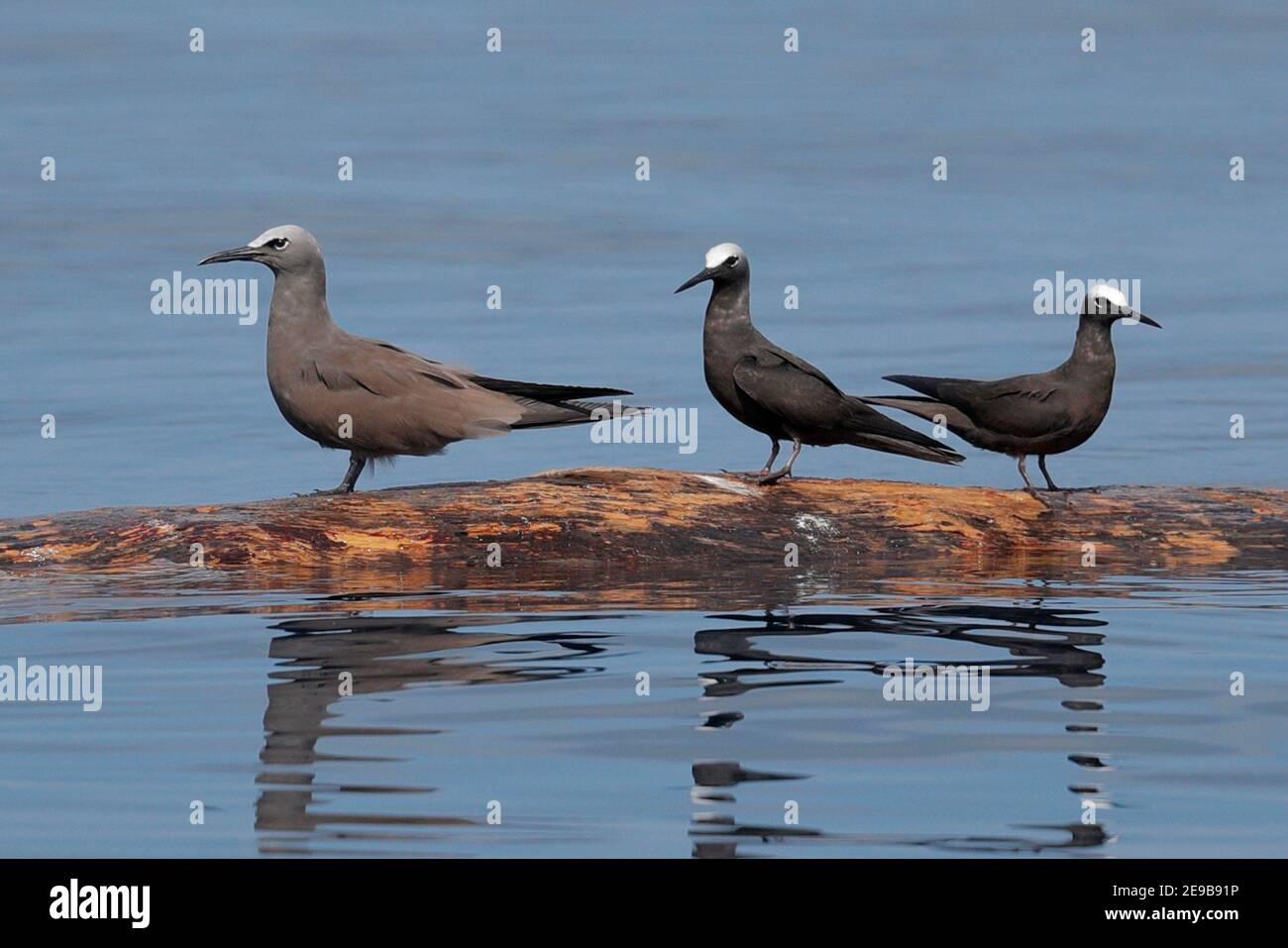 Two Black Noddys and one Brown Noddy (left), standing on a floating log ...