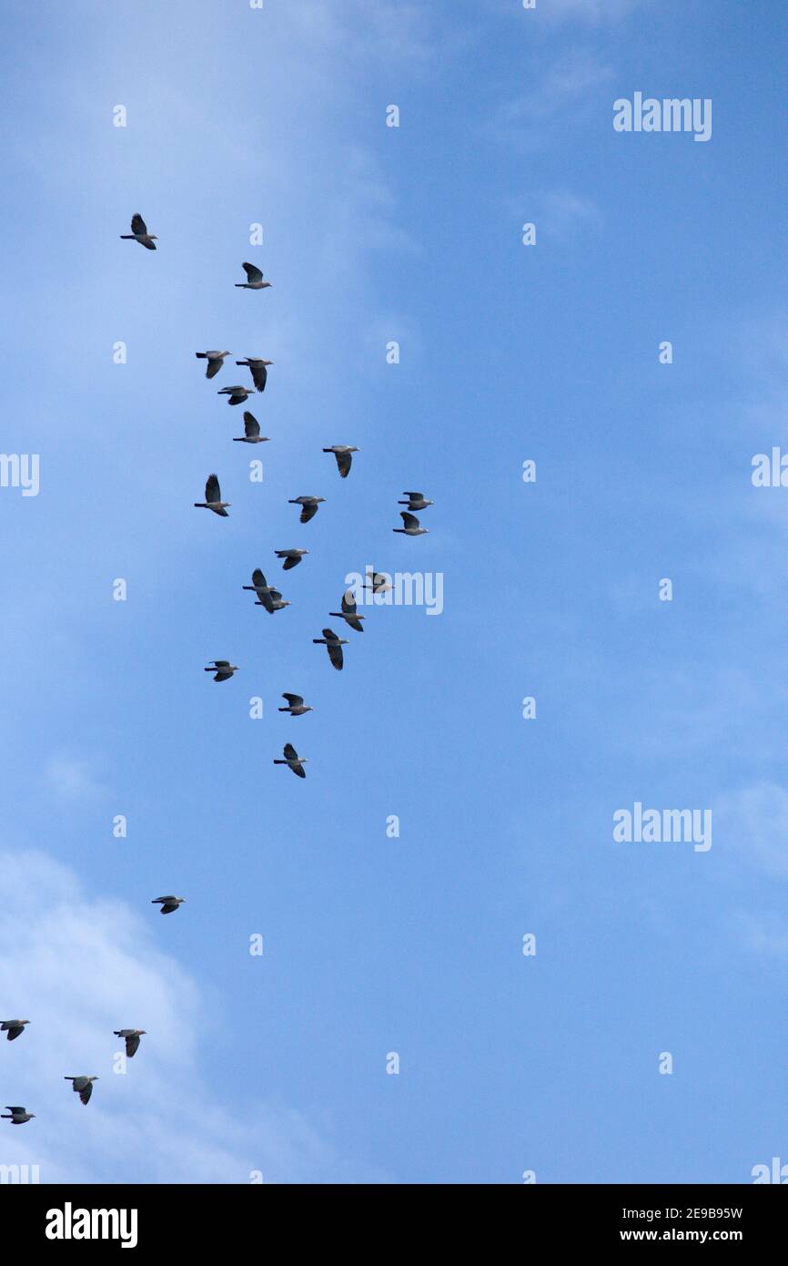 Island Imperial Pigeons (Ducula pistrinaria),vertical photo of flock in ...