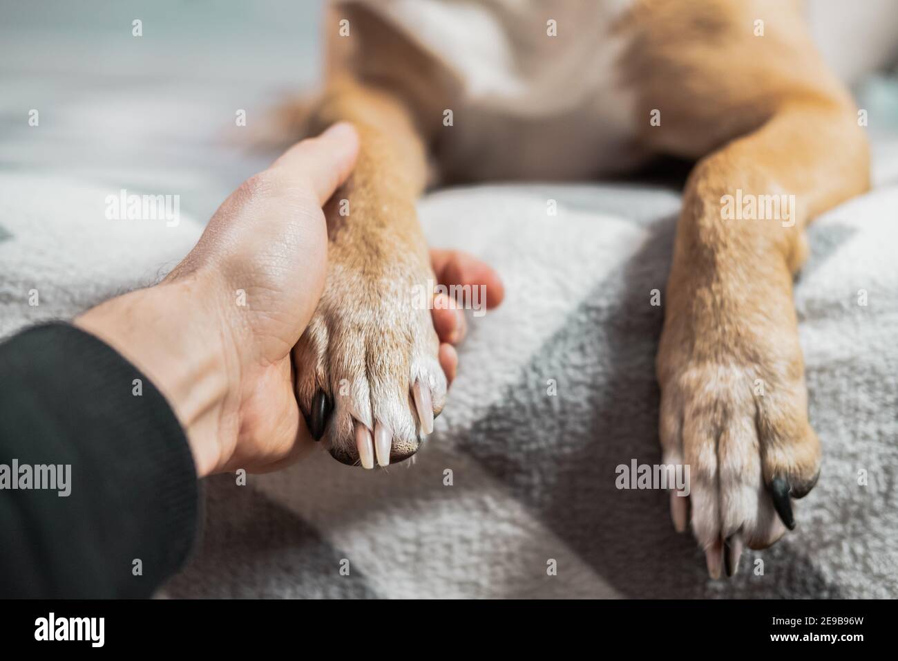 Dog's paw in human hand indoors. Togetherness, bonding with pets, home ...