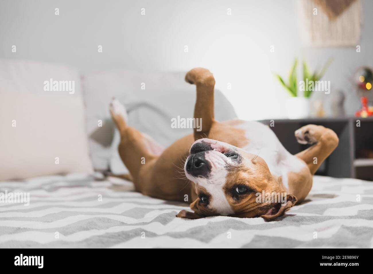 How Do You Calm A Strange Dog