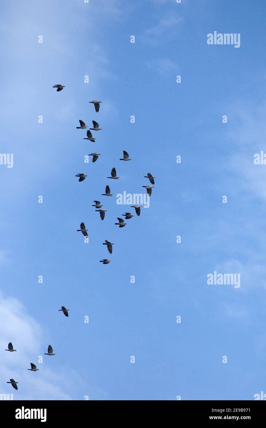 Island Imperial Pigeons (Ducula pistrinaria),vertical photo of flock in ...