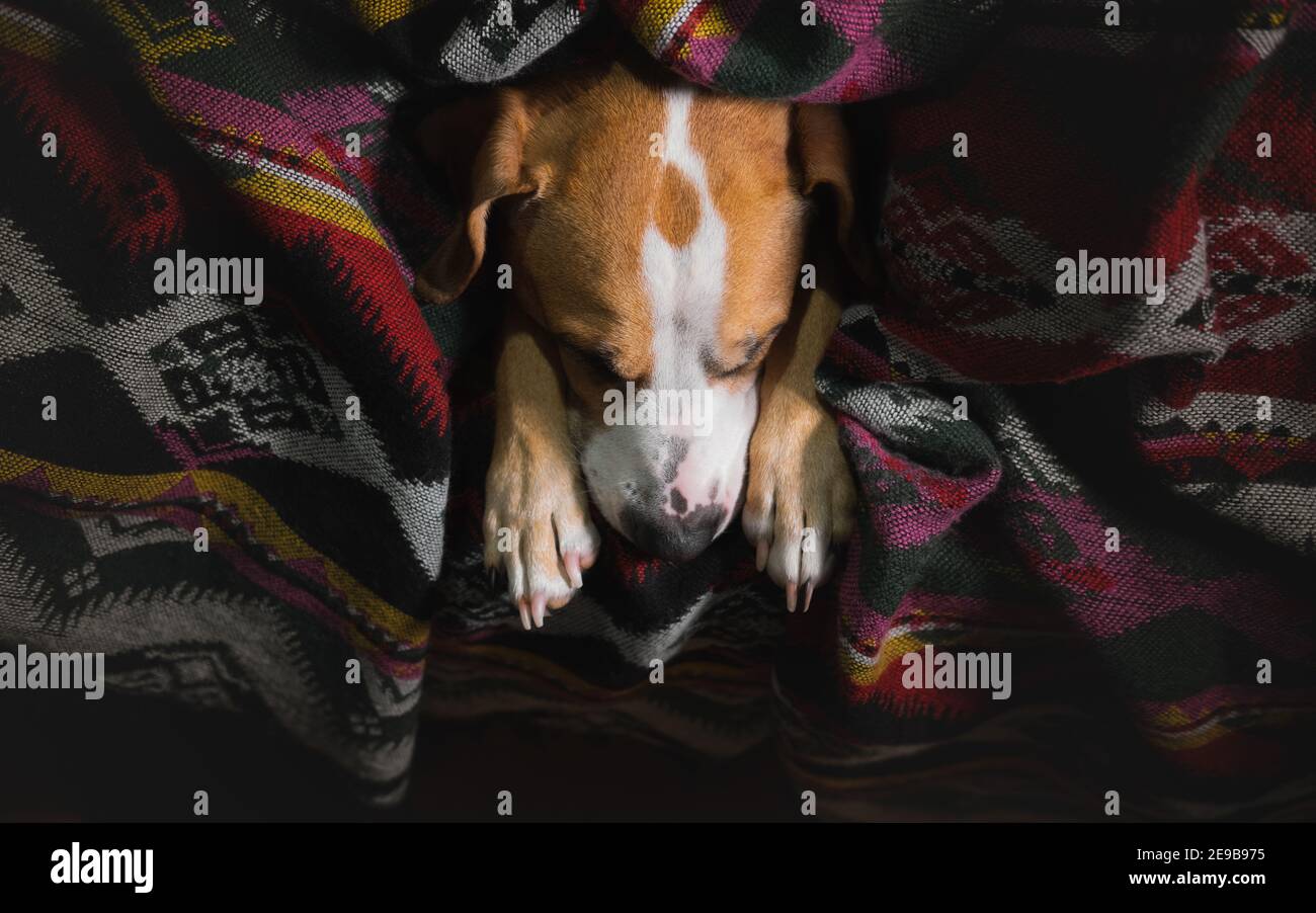 Cute dog resting on the throw blanket, top view. Staffordshire terrier ...