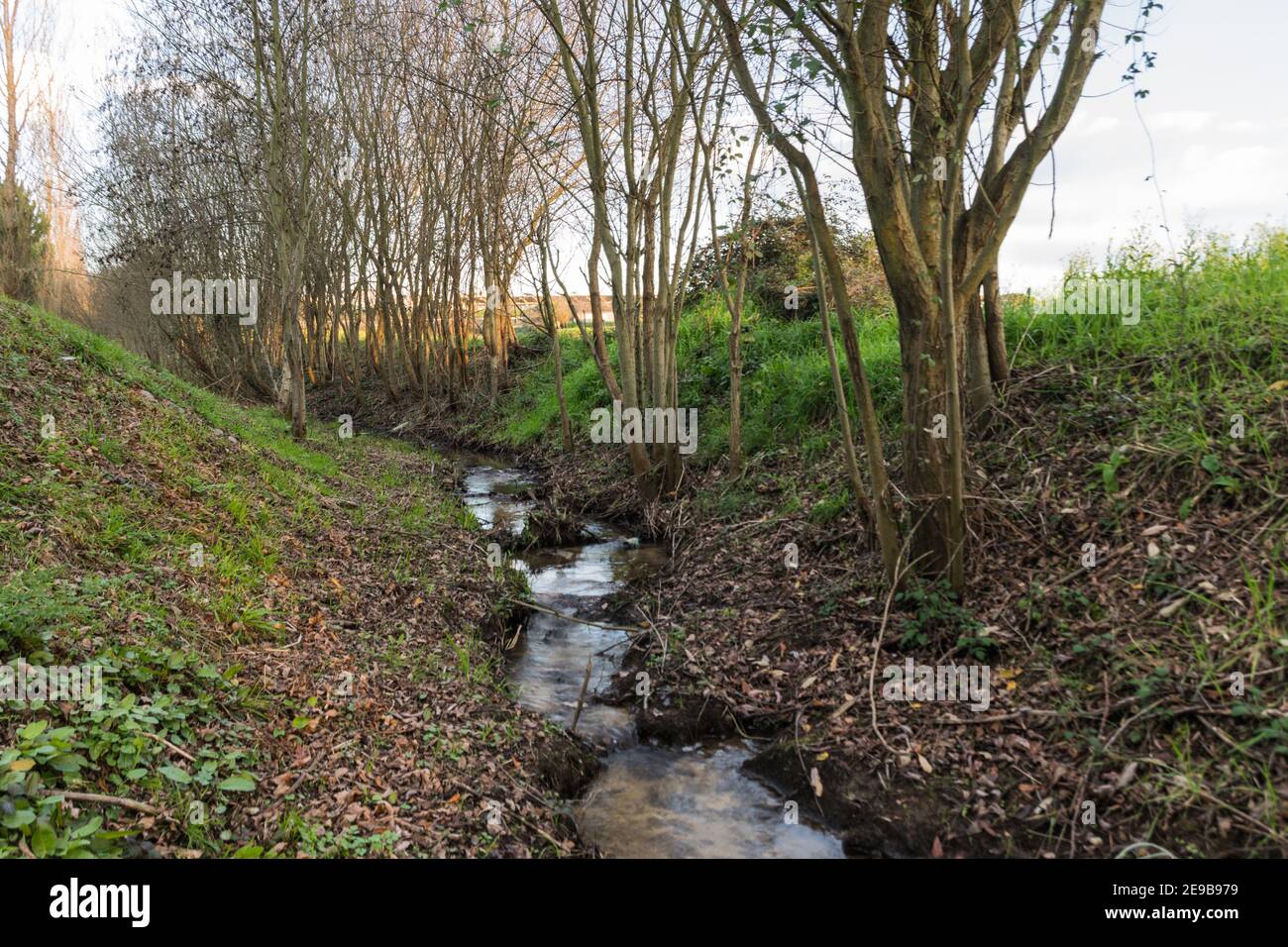 River flows freely through the trees Stock Photo - Alamy