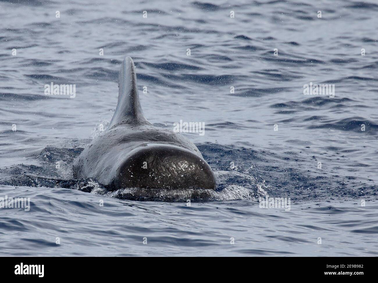 Short-finned Pilot Whale (Globicephala macrorynchus), at sea surface ...