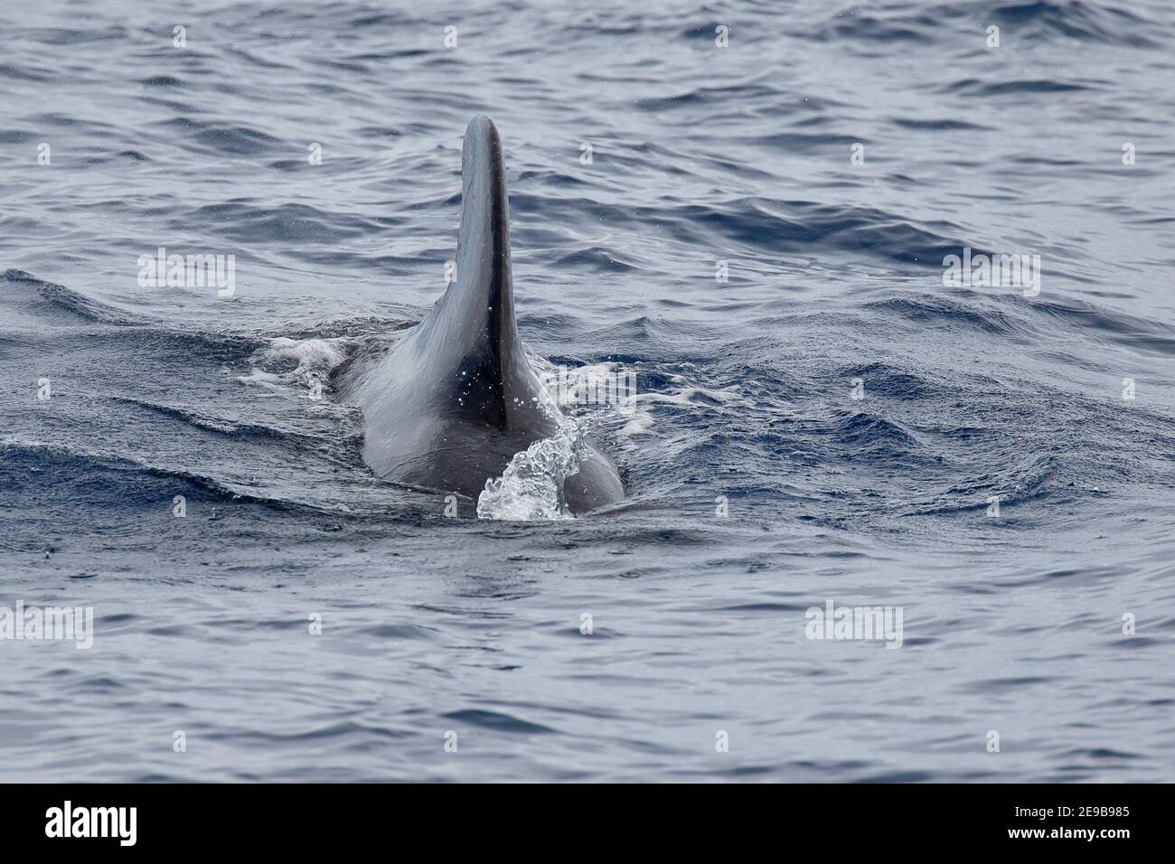 Short finned pilot whale hi-res stock photography and images - Alamy
