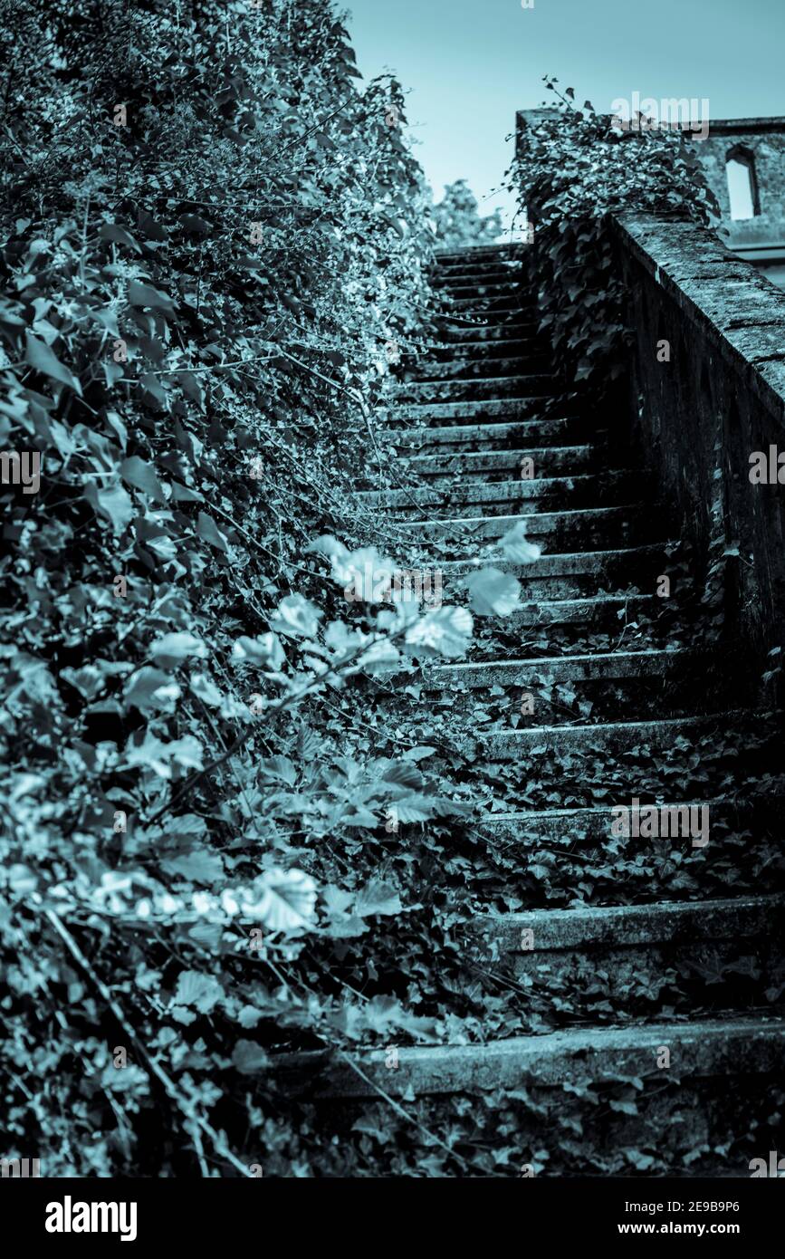 Overgrown stairs hi-res stock photography and images - Alamy