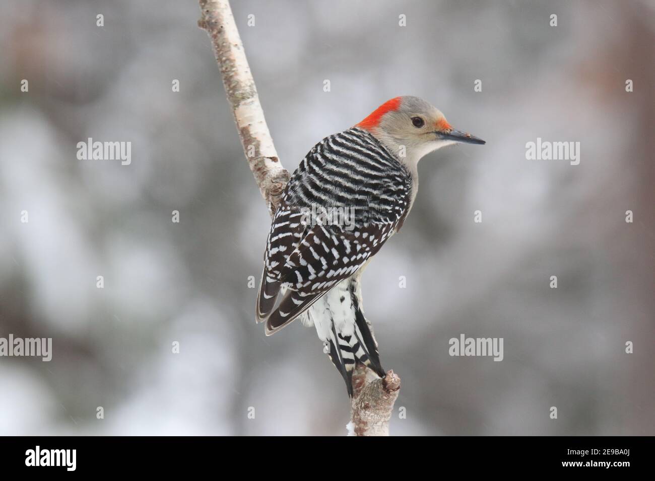 Gray bird with white belly hi-res stock photography and images - Alamy