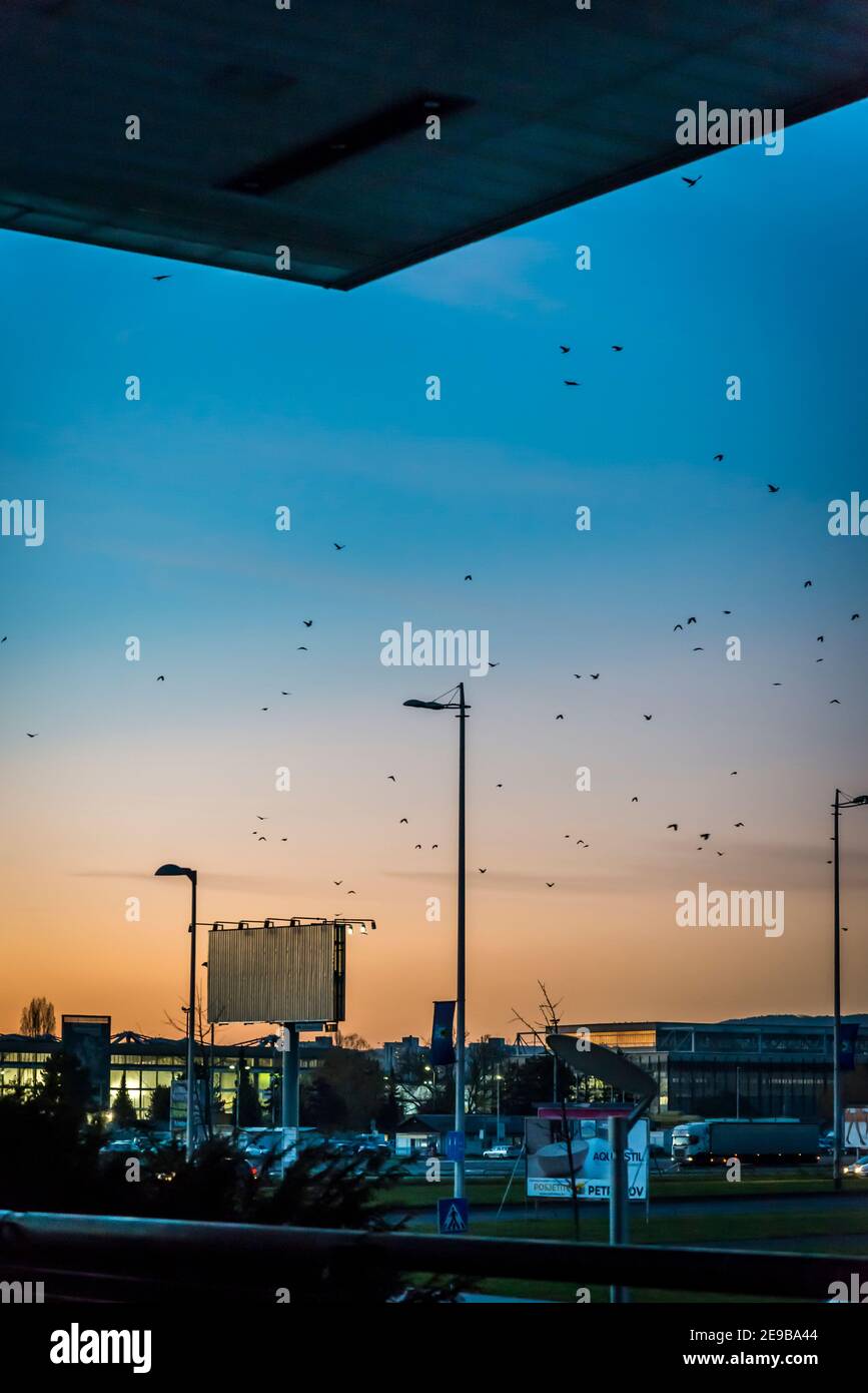 Birds flying at dusk hi-res stock photography and images - Alamy