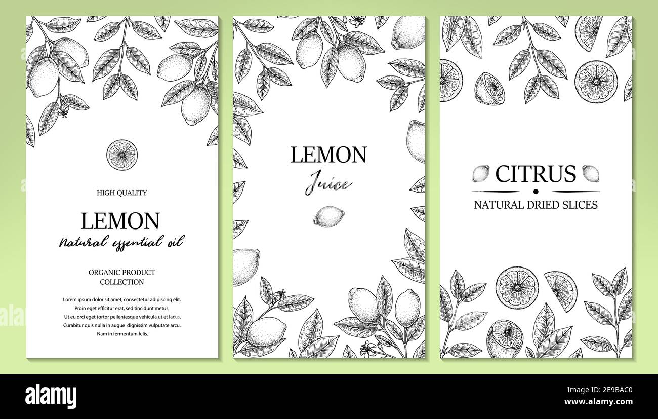 Set of hand drawn vertical vintage lemon design. Vector illustration in ...
