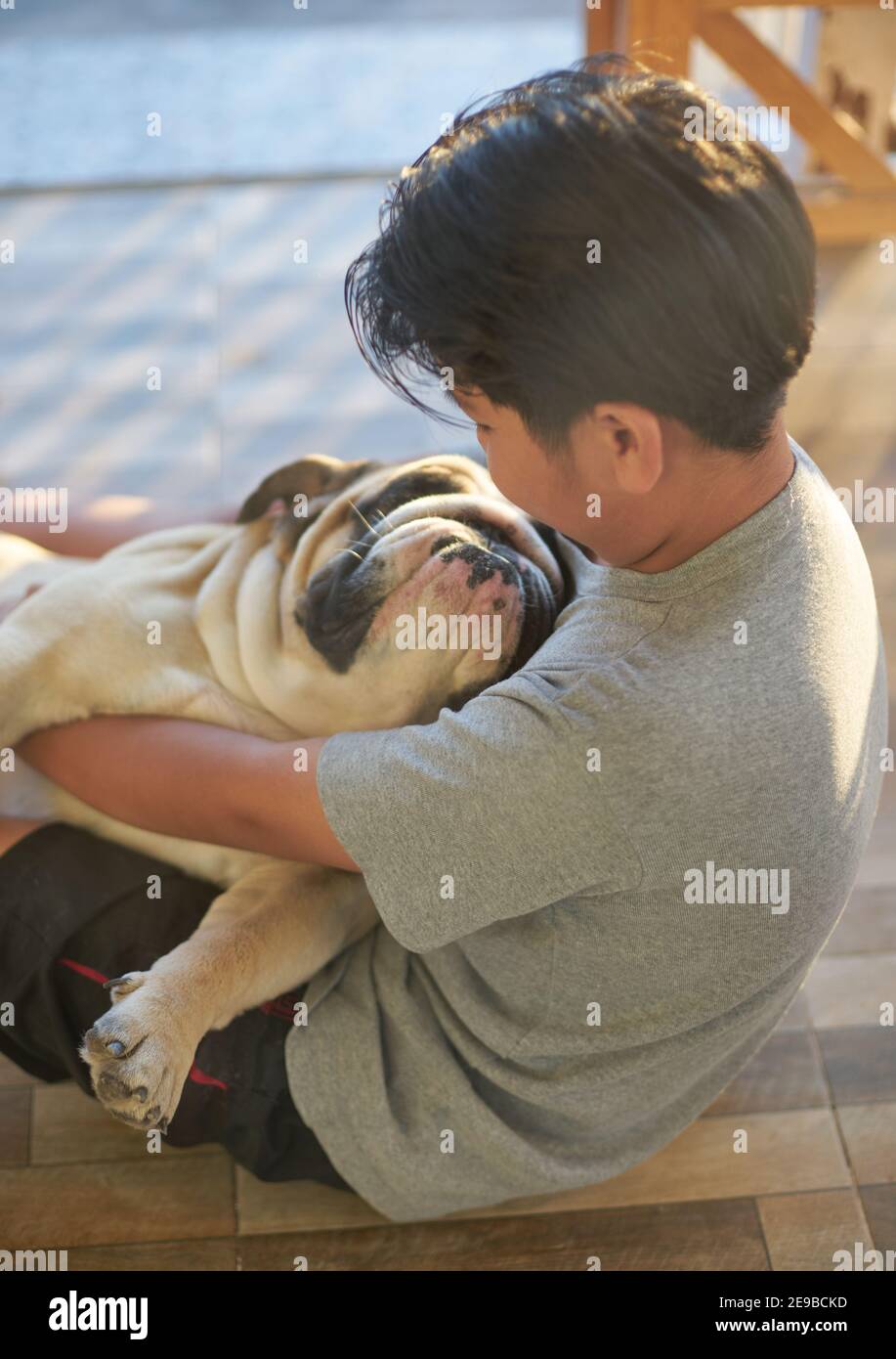 A boy playing with puppy english bulldog Stock Photo - Alamy