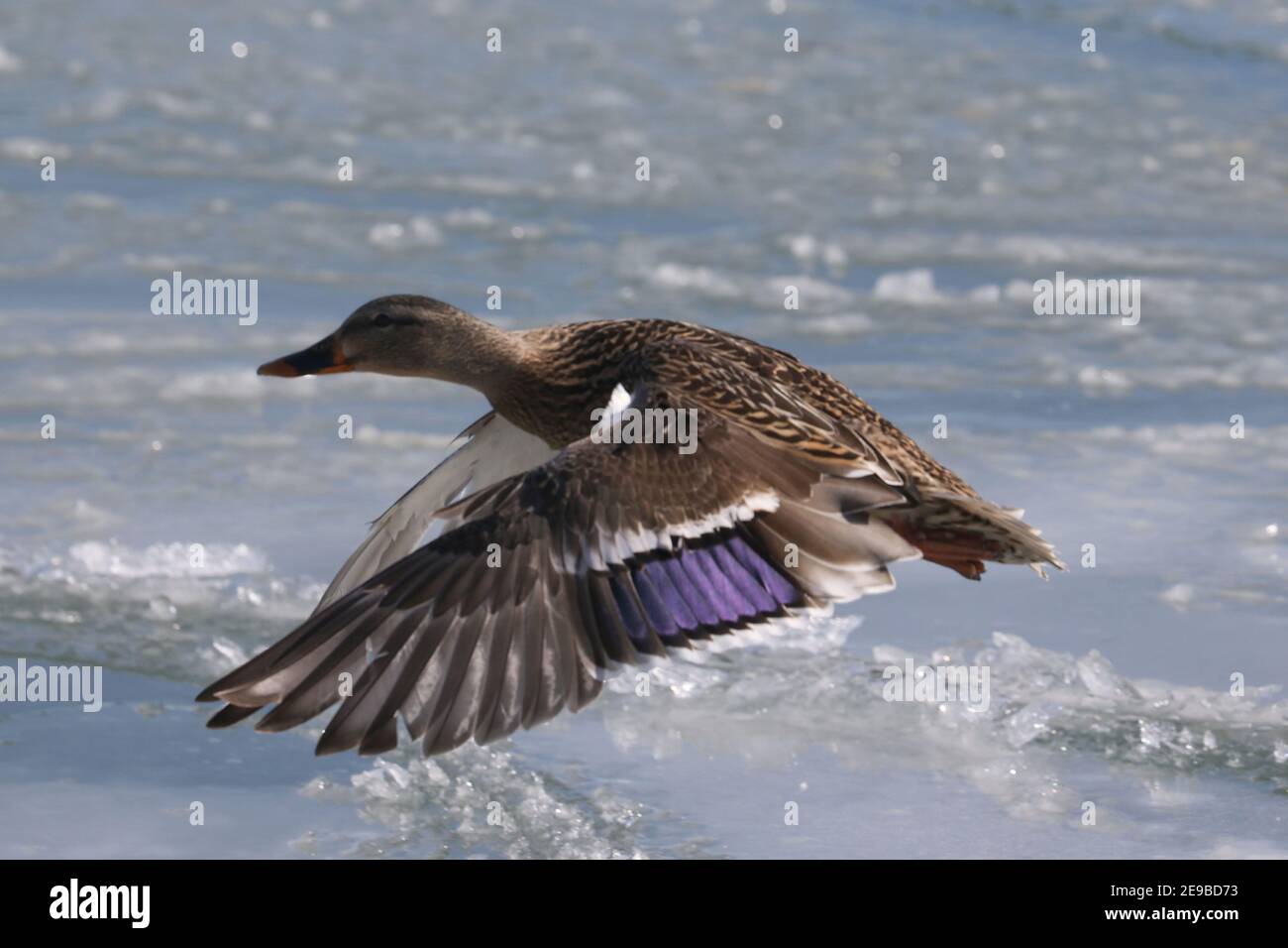 Strong swimming ducks hi-res stock photography and images - Alamy