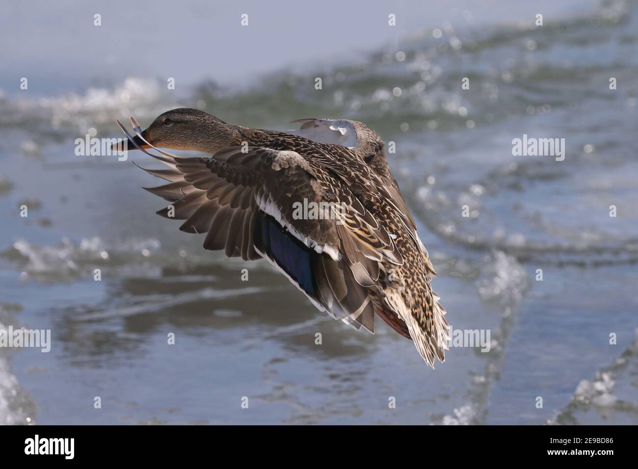 Corn fed ducks hi-res stock photography and images - Alamy
