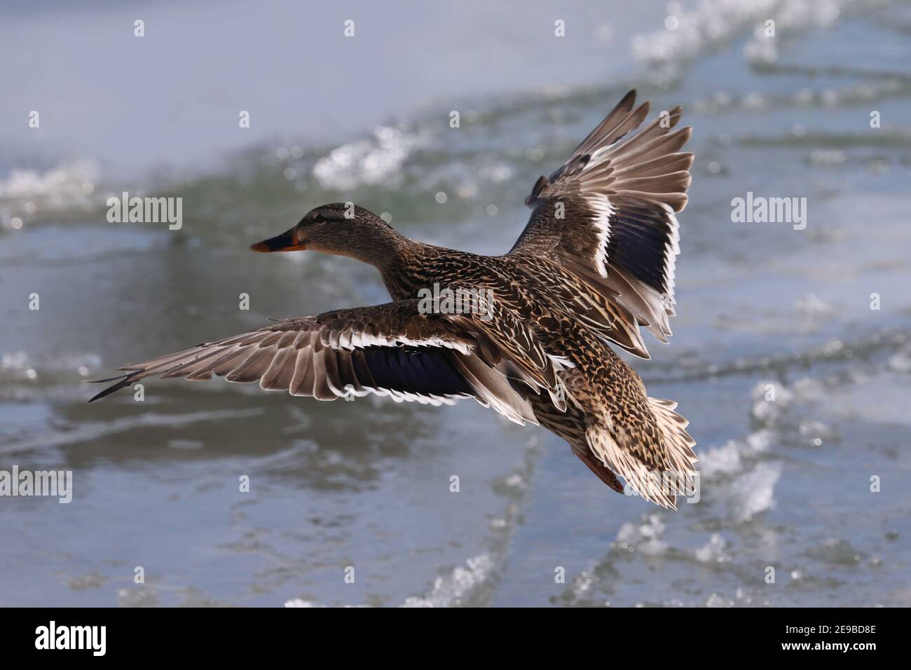 Strong swimming ducks hi-res stock photography and images - Alamy
