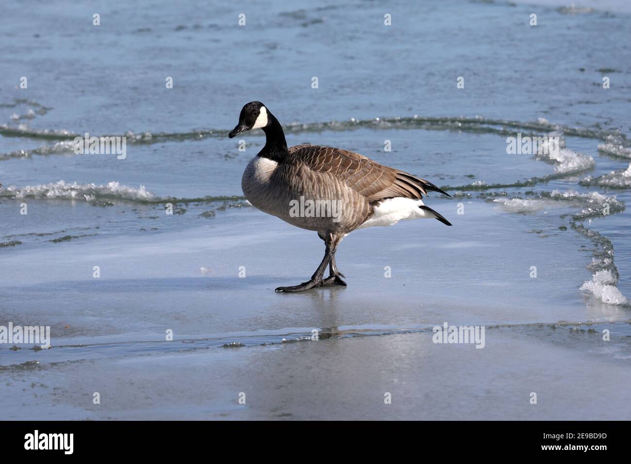 Generations of native canadian hi-res stock photography and images - Alamy