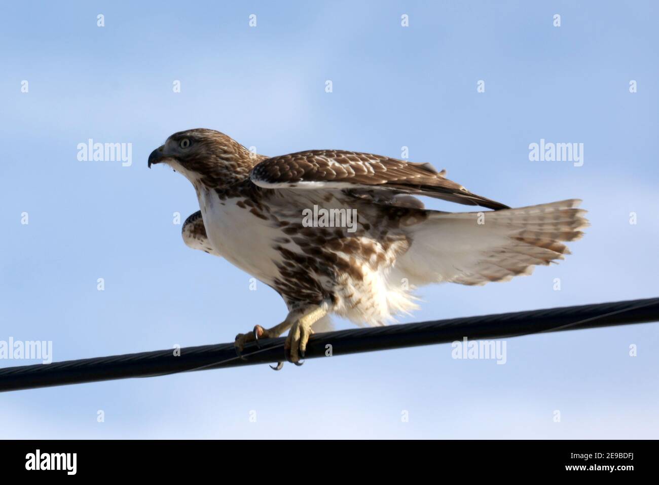 Red Tailed Hawks flying or landing in winter Stock Photo - Alamy