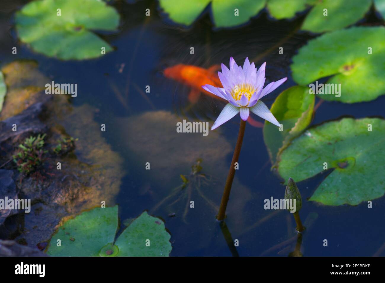 Lotus koi hi-res stock photography and images - Alamy