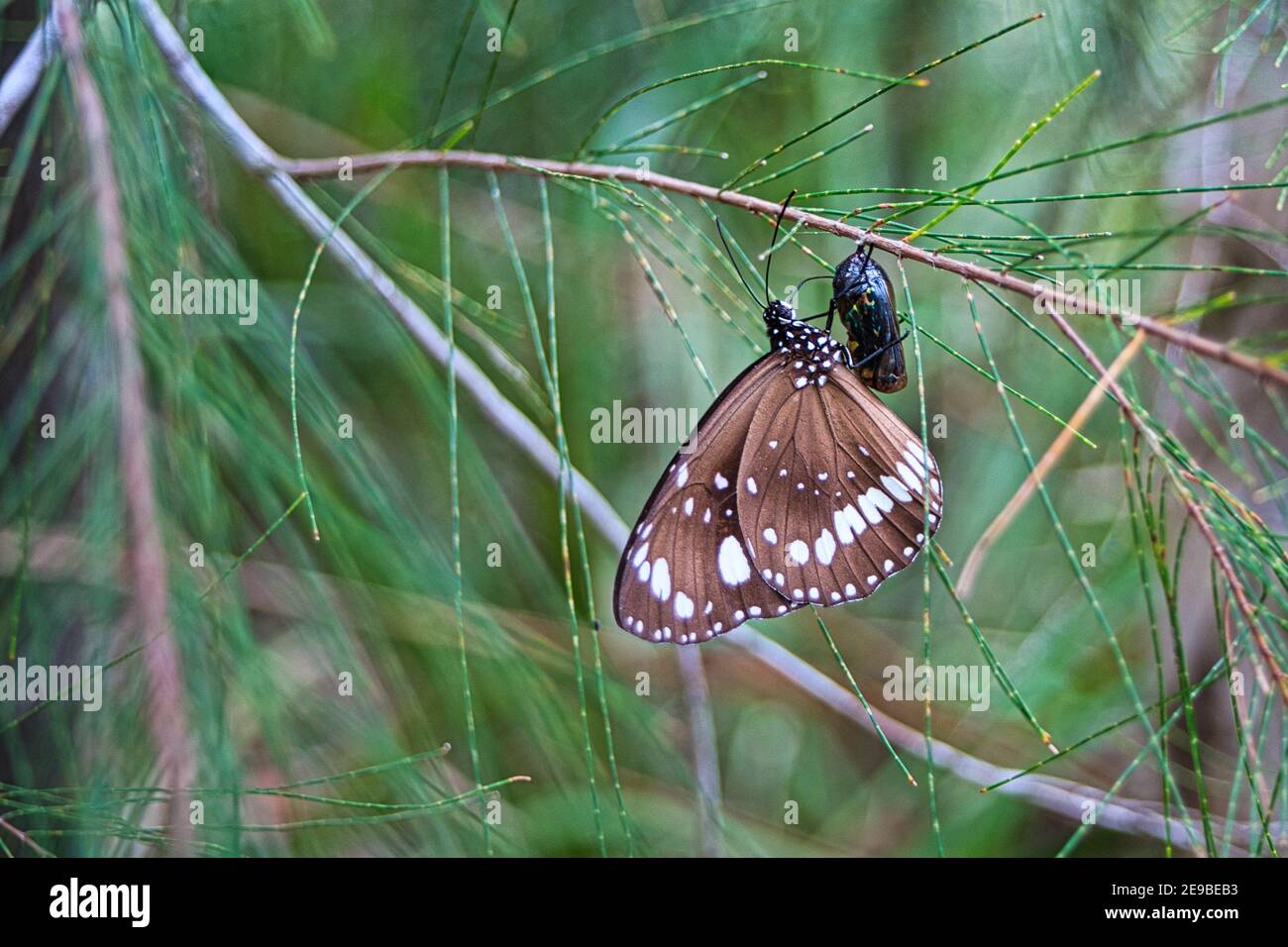 Butterfly with closed wings on chrysalis Stock Photo - Alamy