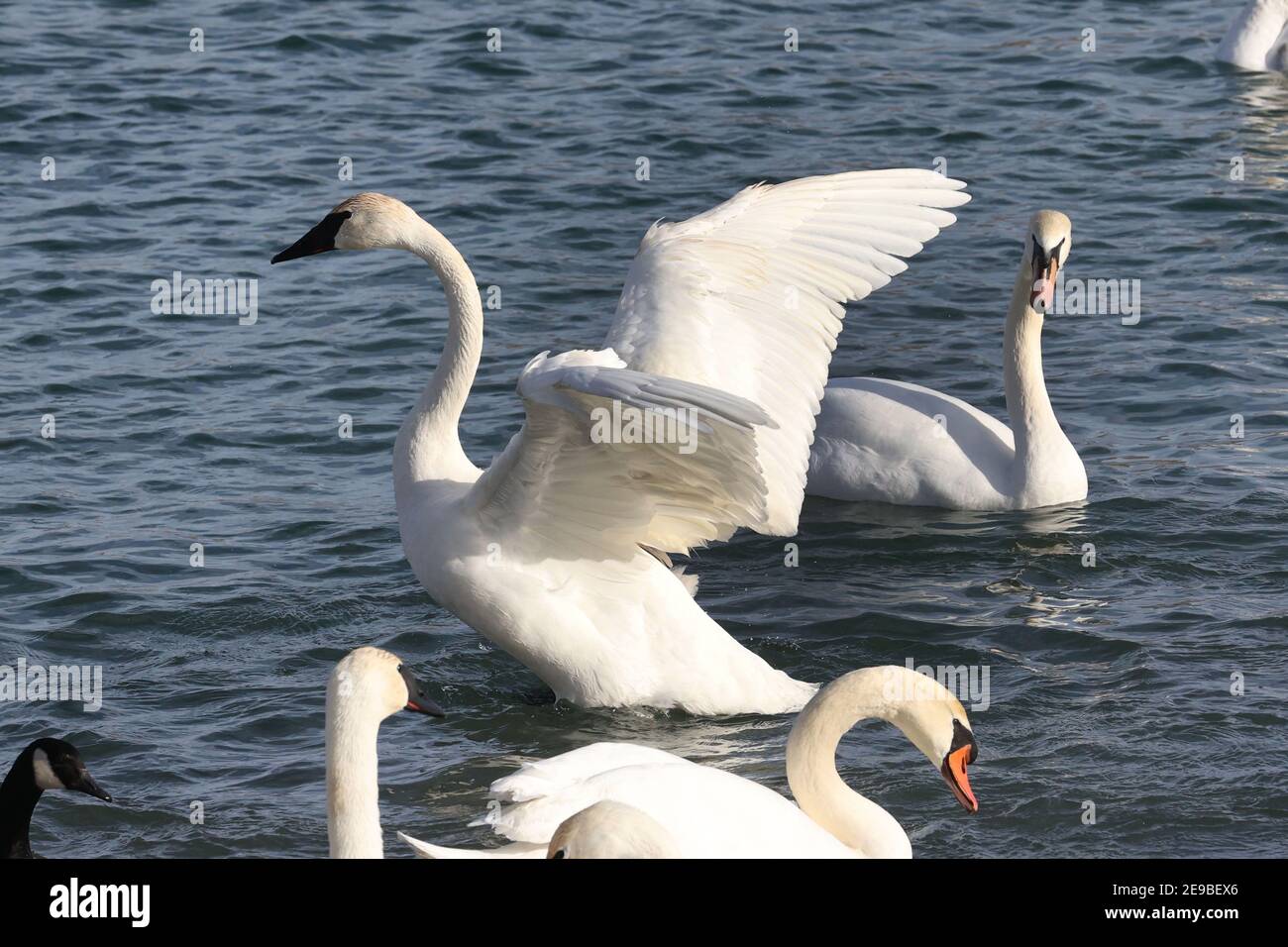 Aggressive swan on land hi-res stock photography and images - Alamy