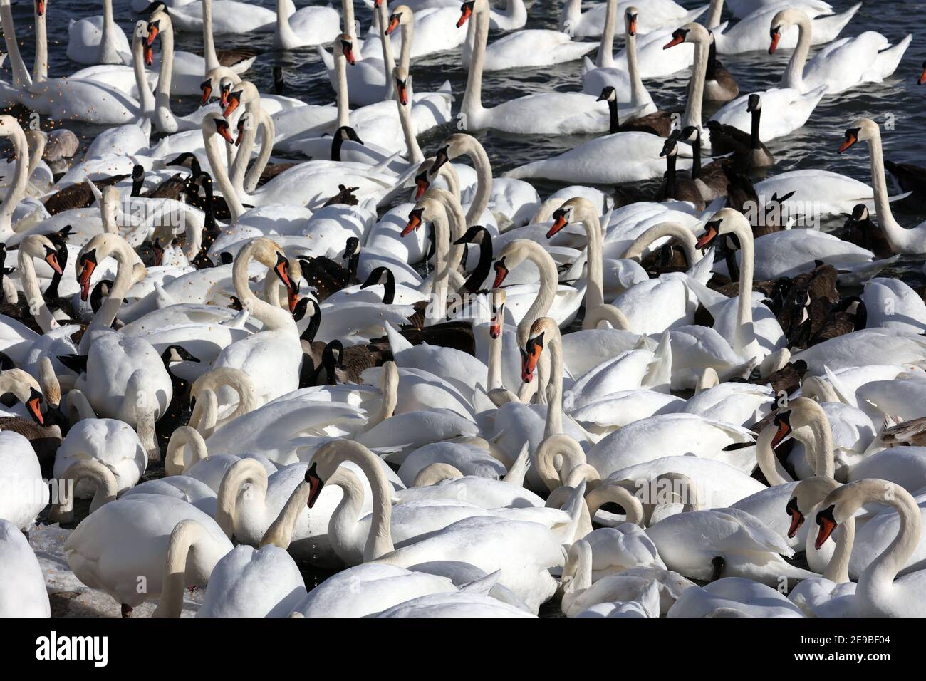 Barcovan Beach swan flock Stock Photo - Alamy