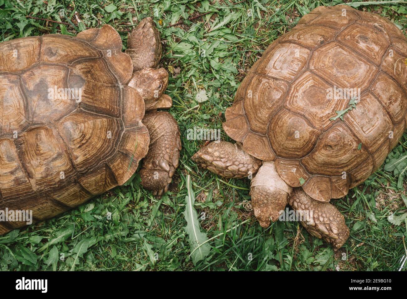 Giant turtles hi-res stock photography and images - Alamy