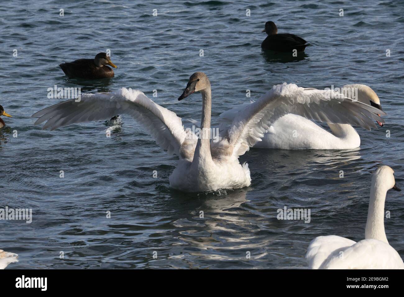 Two Swan Heads High Resolution Stock Photography and Images - Alamy