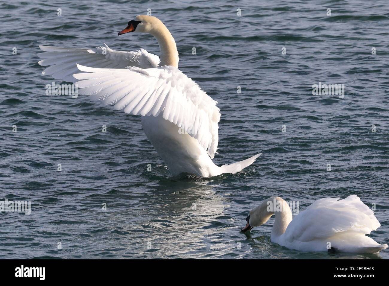 Barcovan Beach swan flock Stock Photo - Alamy