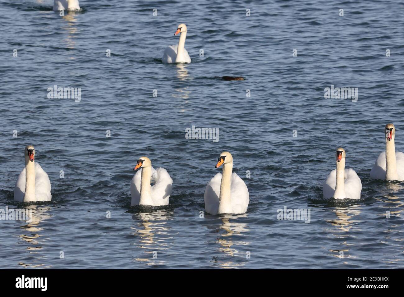 Barcovan Beach swan flock Stock Photo - Alamy