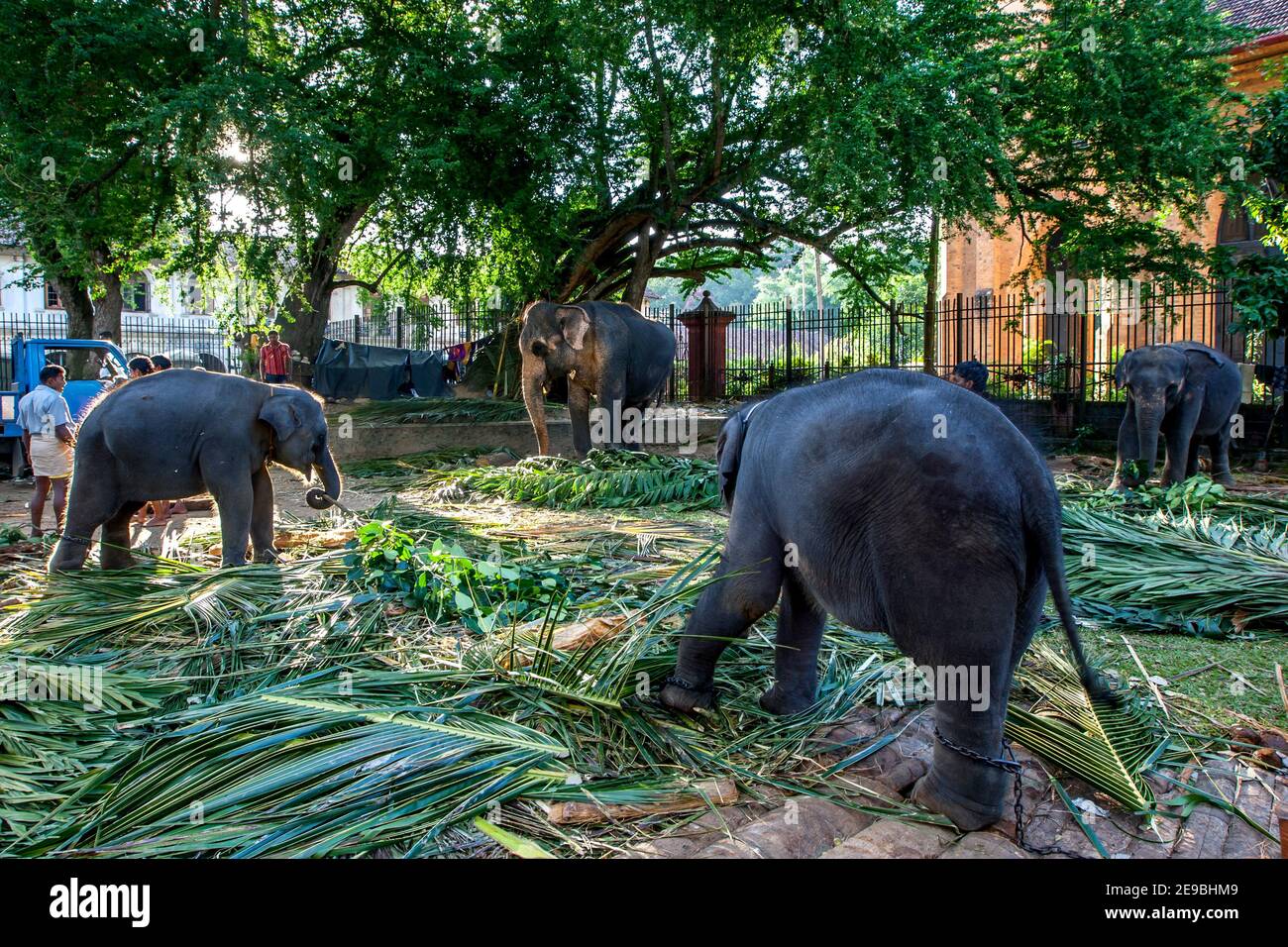 Ceremonial elephants being fed tree branches within the Temple of the ...