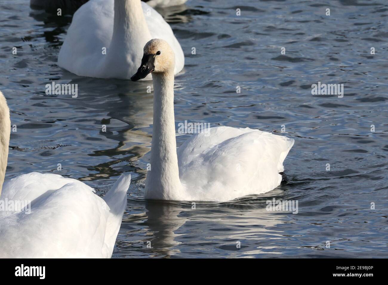 Barcovan Beach swan flock Stock Photo - Alamy