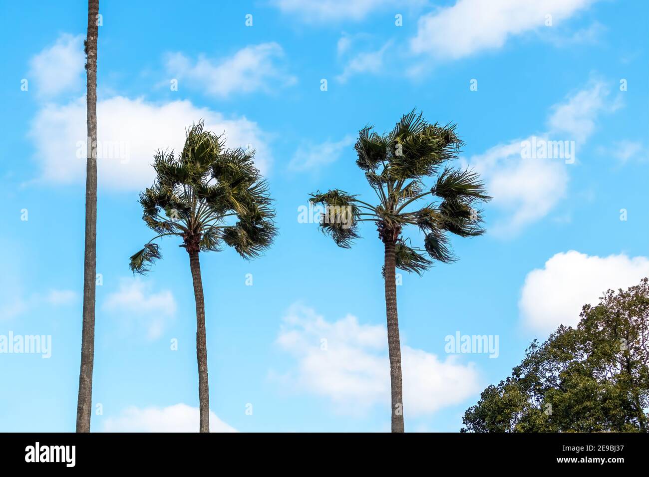 A strong wind whips up leaves of several palm trees, in tall, medium ...