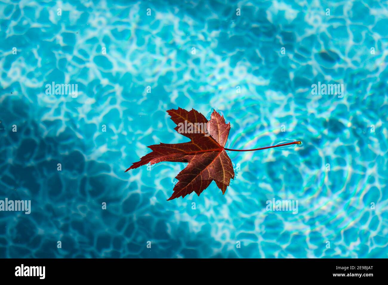 A red maple leaf floating on the surface of an outdoor swimming pool on ...