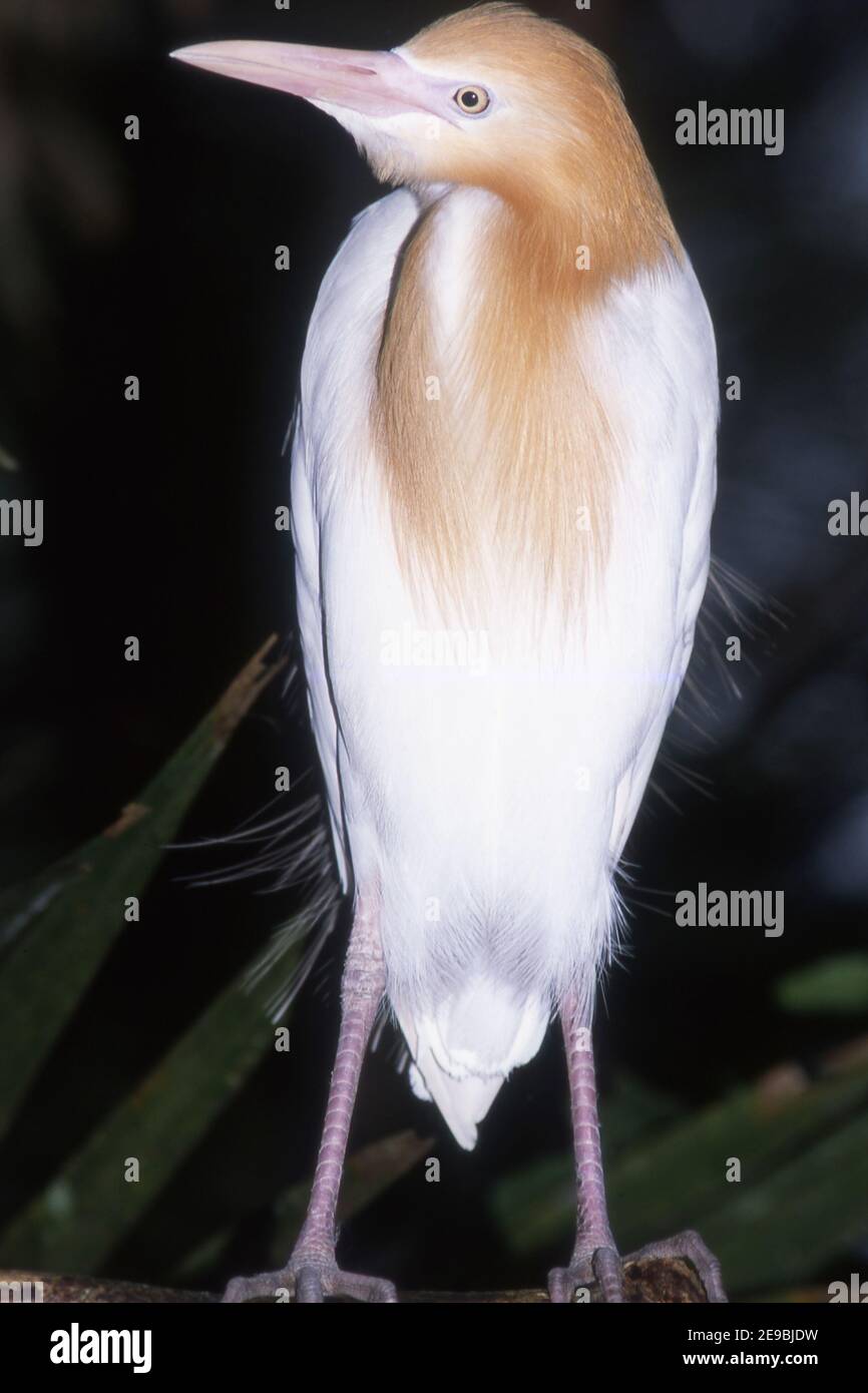 CATTLE EGRET (BUBULCUS IBIS) ADORNED WITH BUFF PLUMES DURING THE ...