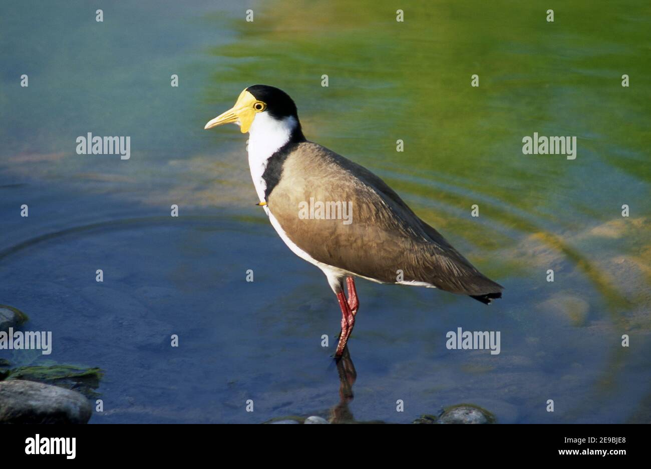 Australian masked plovers hi-res stock photography and images - Alamy