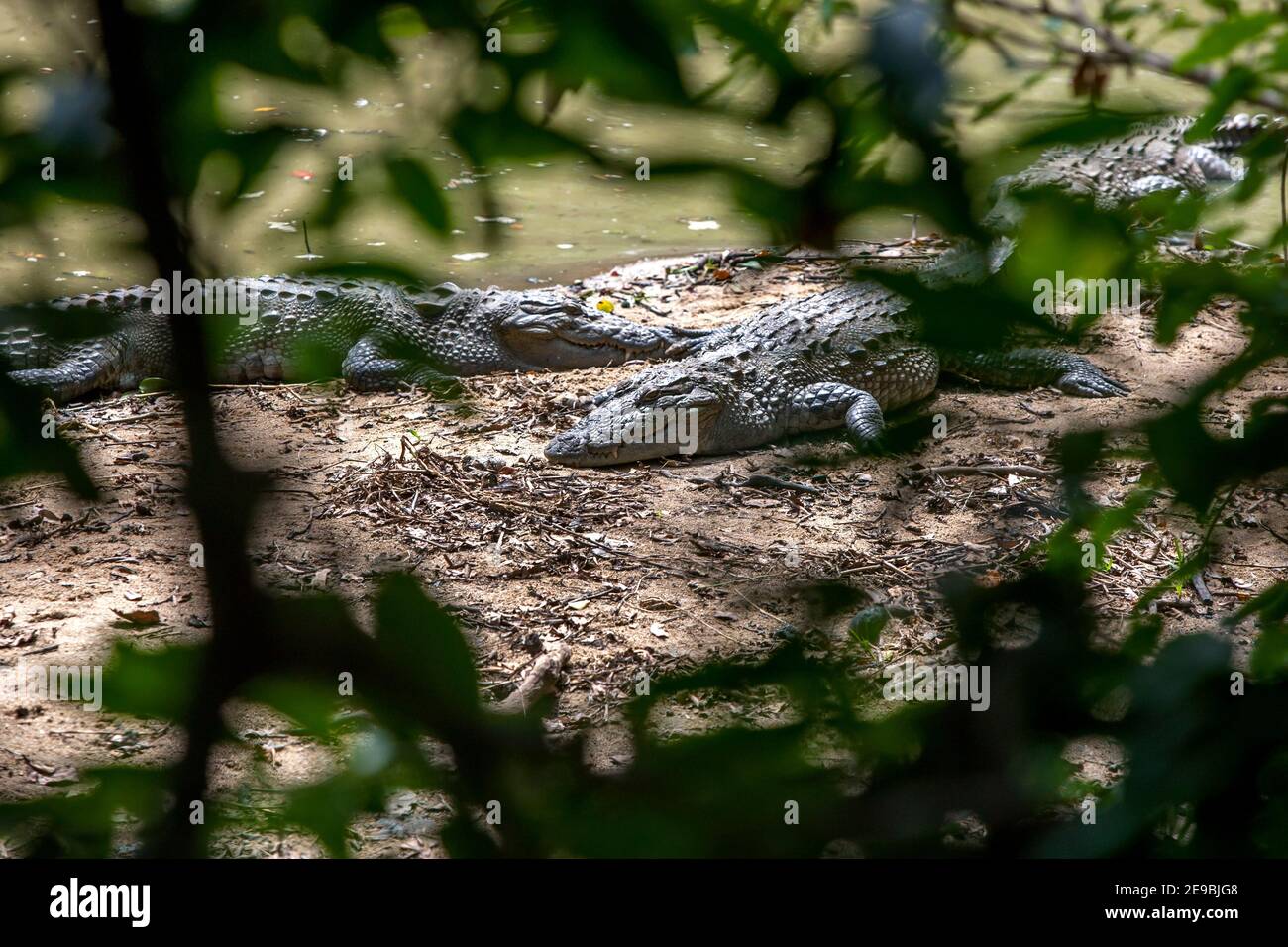 Crocodiles enjoy the morning sun on the bank of a creek that leads into ...