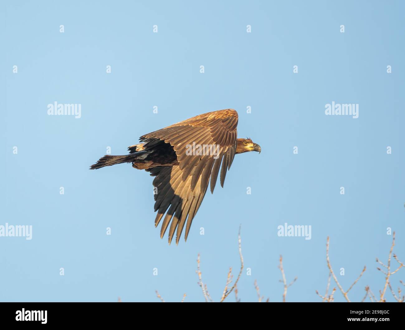 Eagle soaring sun hi-res stock photography and images - Alamy