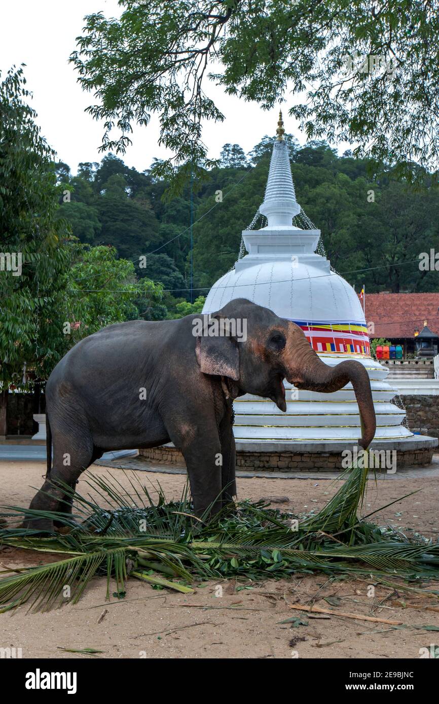 Sri lanka kandy elephant hi-res stock photography and images - Alamy