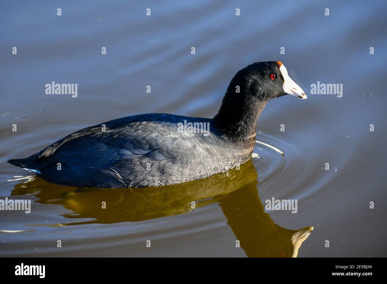 Thousand trails hi-res stock photography and images - Alamy