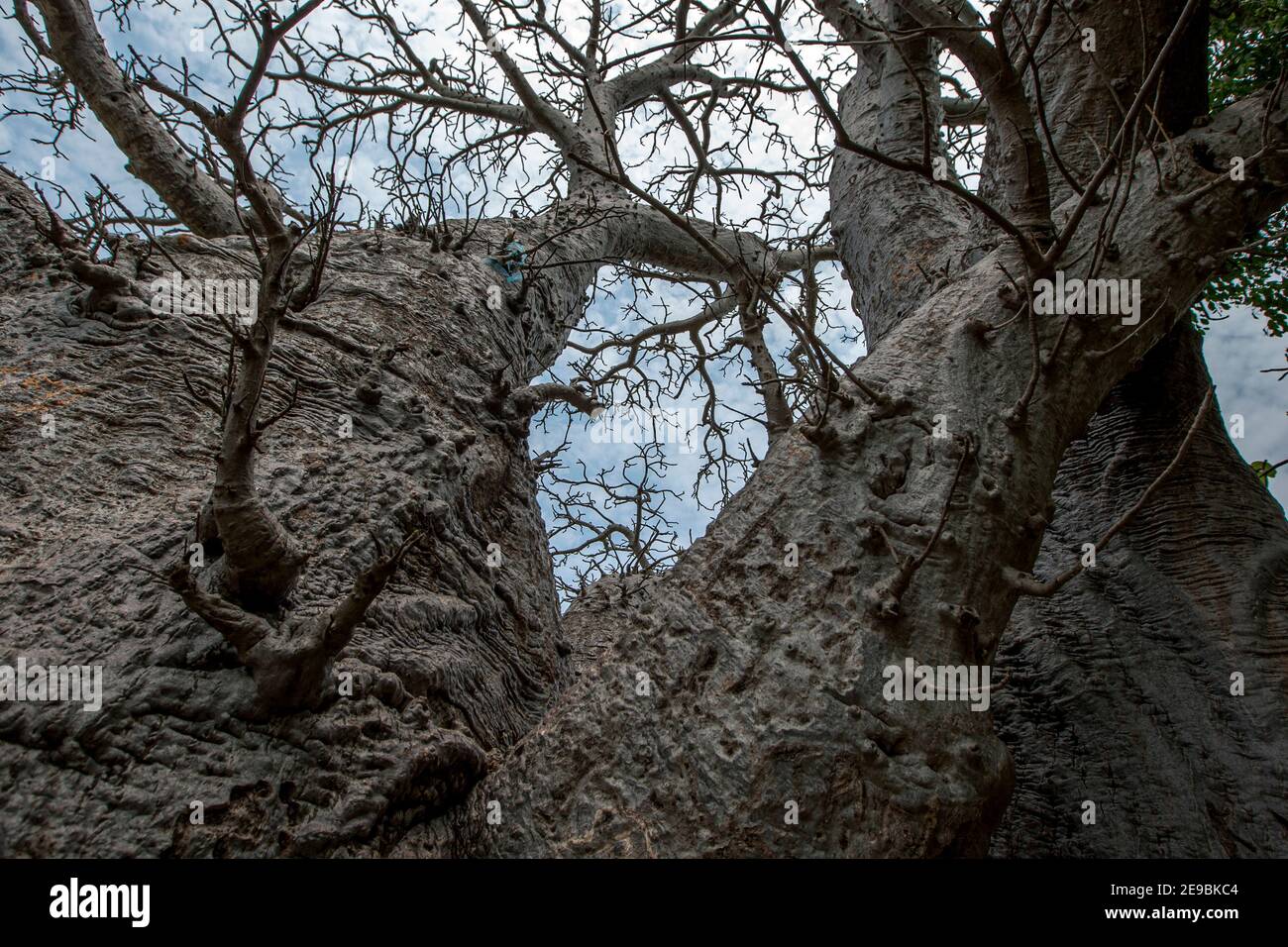 The trunk of a baobab tree believed to be around 500 years old on Delft ...