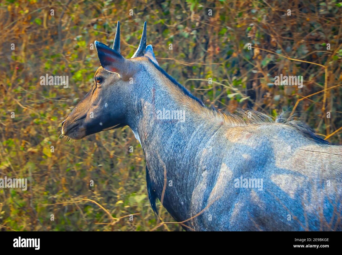 A male Nilgai or blue bull, (Boselaphus tragocamelus), in a nature ...