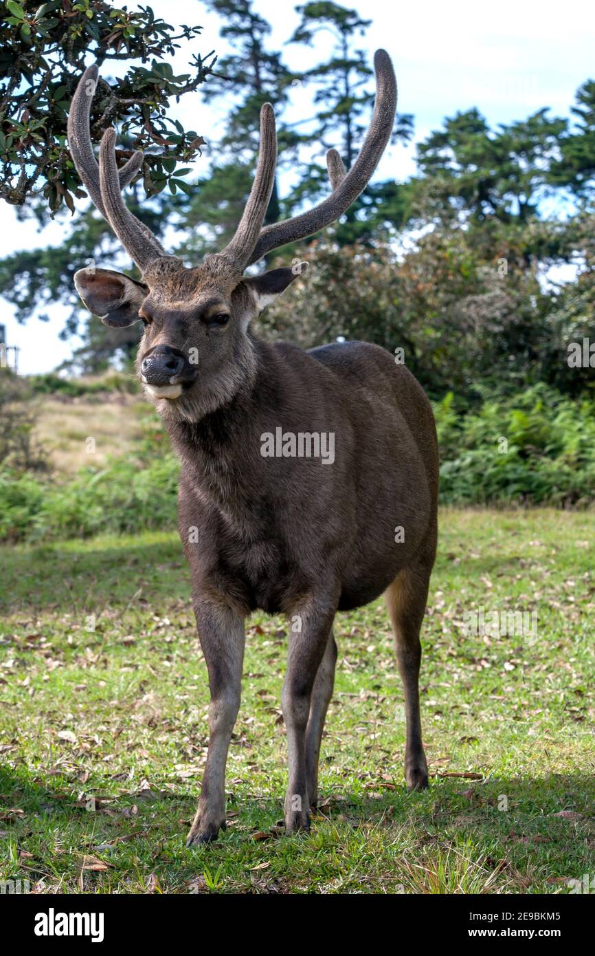 A Sri Lankan sambar deer stands near the entrance to the Horton Plains ...