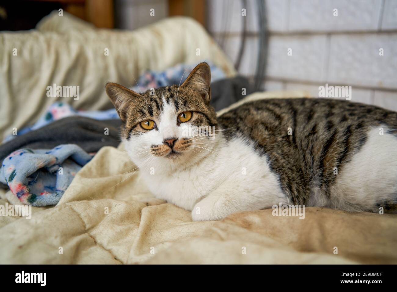 A cute spotted Chinese rural cat, a Chinese cat Stock Photo - Alamy