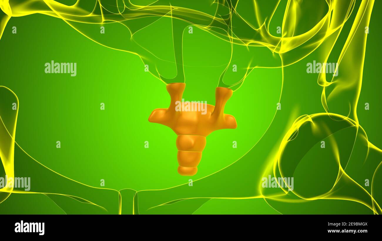 Human Skeleton Vertebral Column Coccyx or tail bone Anatomy 3D ...