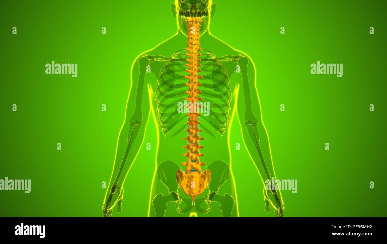 Human Skeleton Vertebral Column Vertebrae Anatomy 3D Illustration Stock ...